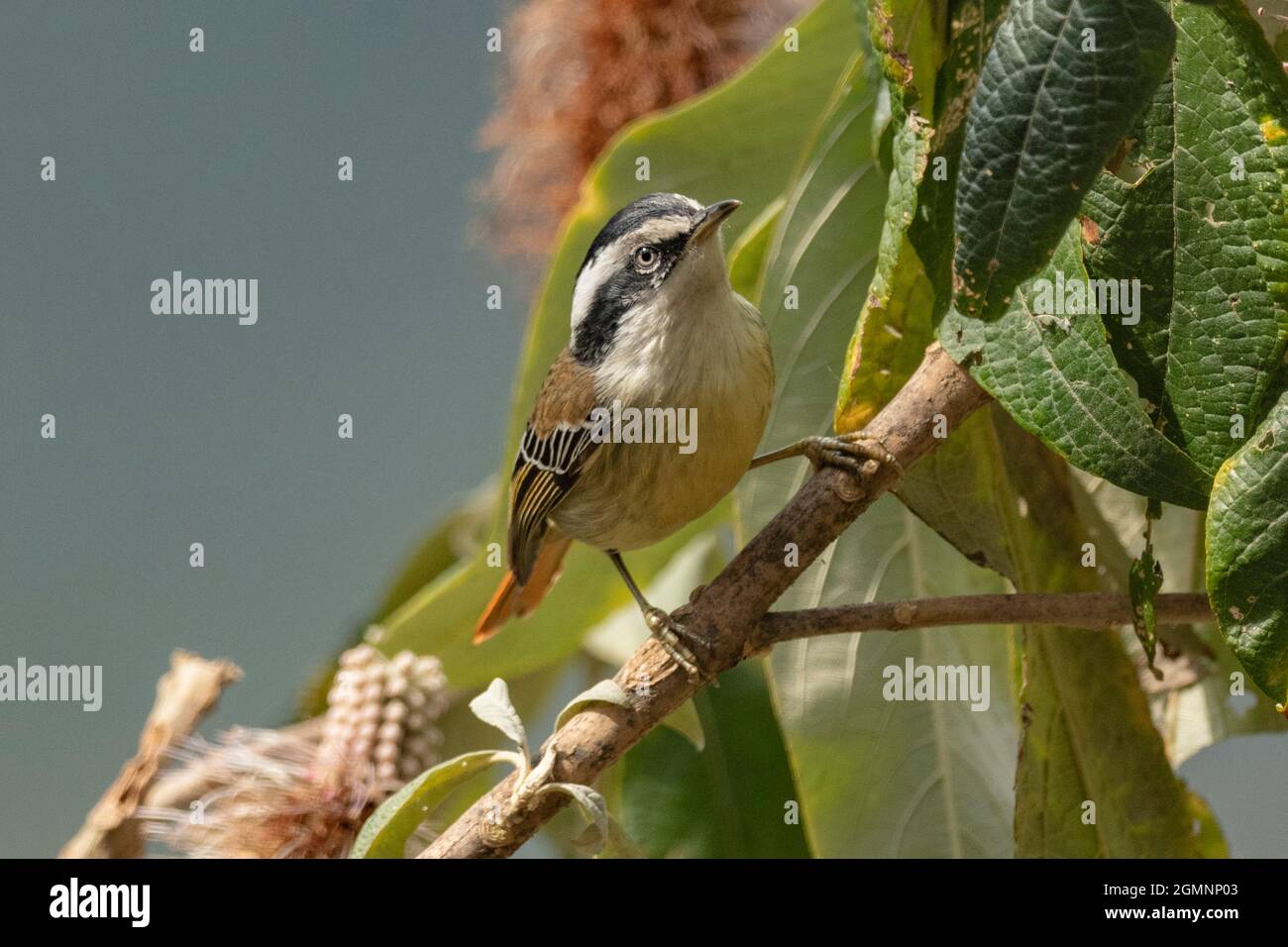 Red-tailed minla, Minla ignotincta, Ryshop, West Bengal, India Stock ...
