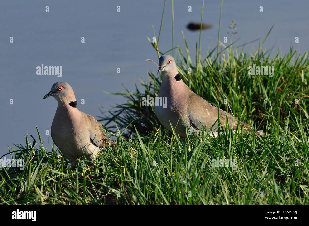 Brillentaube, African mourning dove, Streptopelia decipiens Stock Photo ...