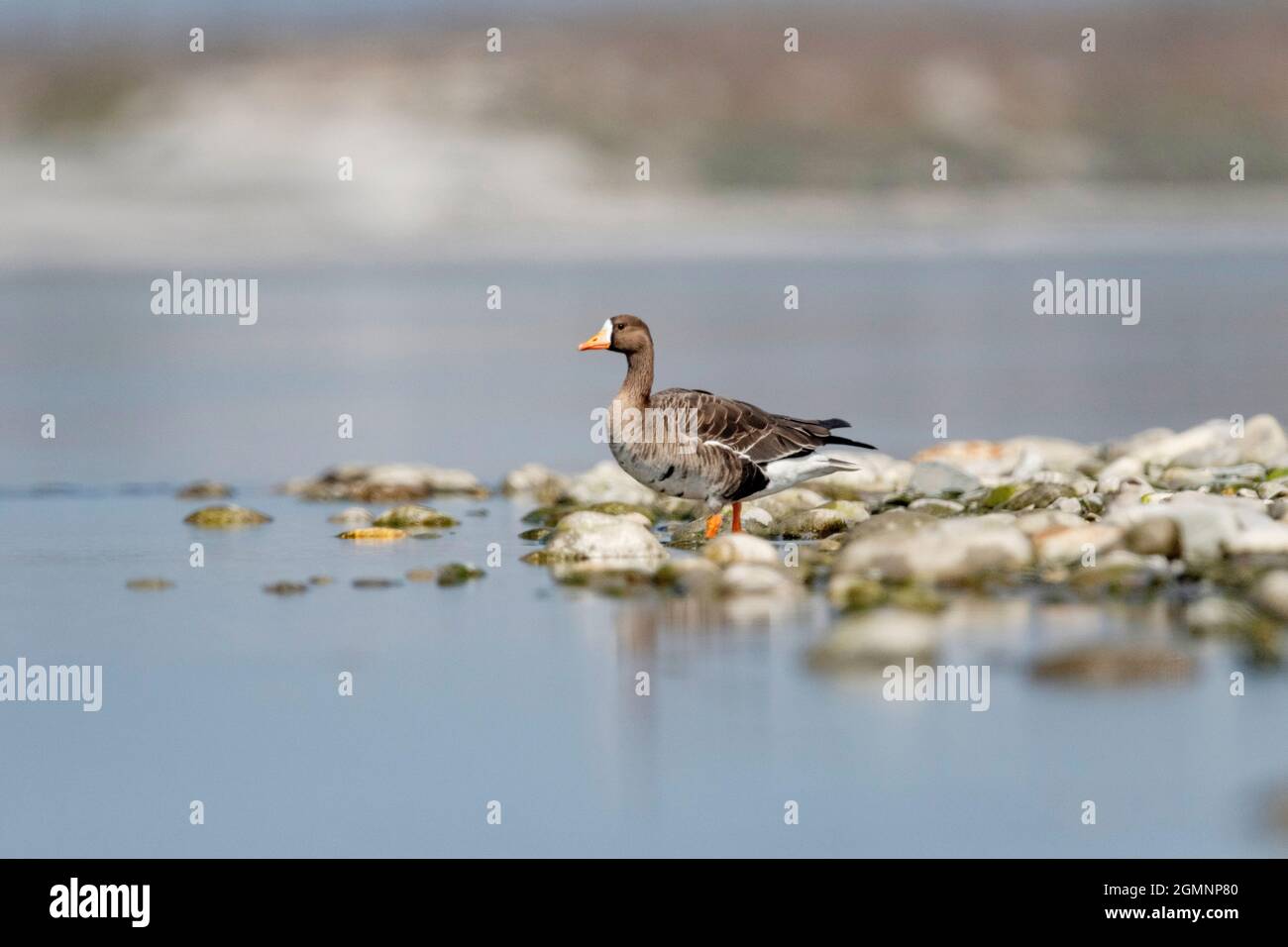 The greater white-fronted goose, Anser albifrons, Gajoldoba or ...