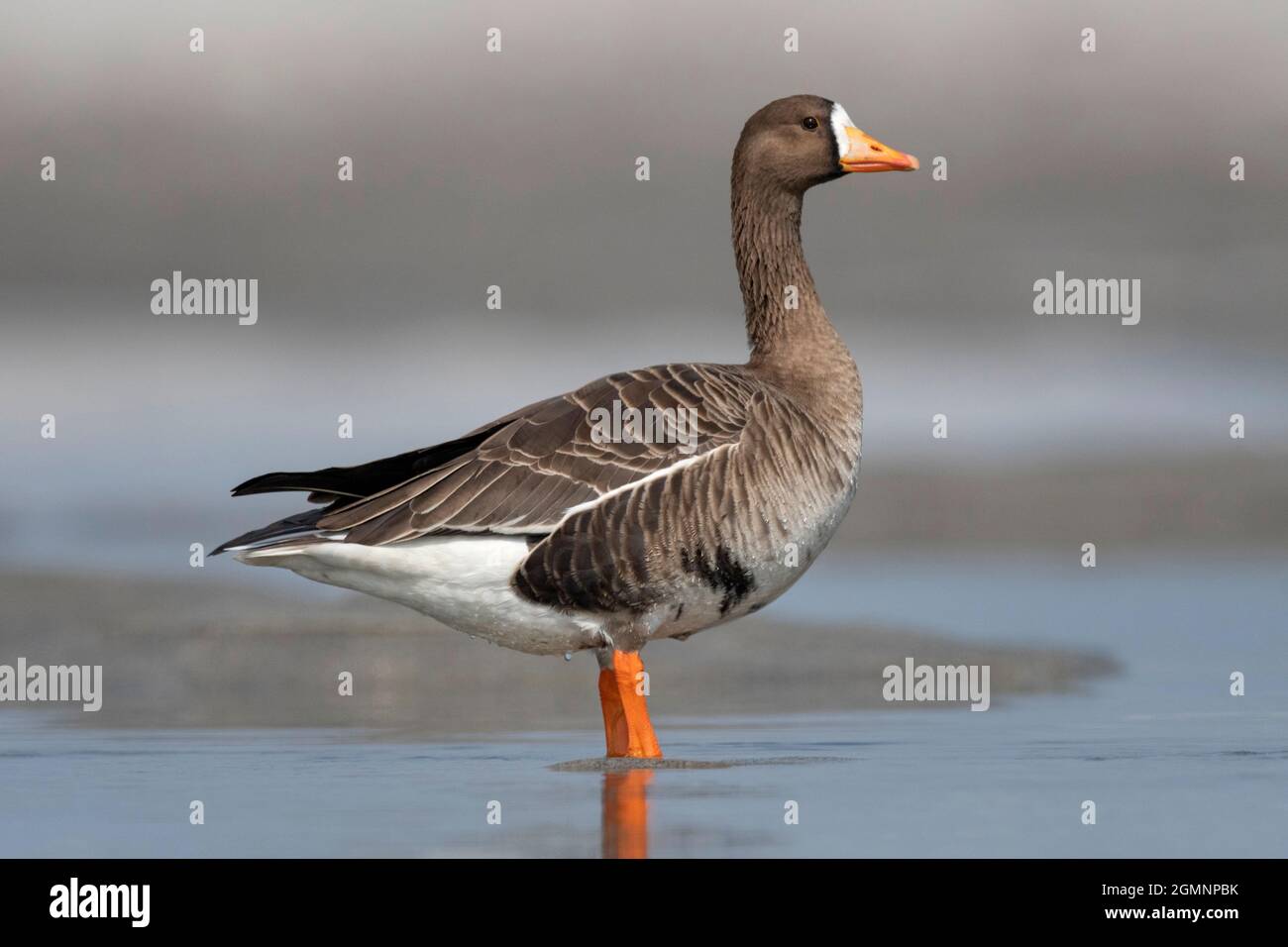 The greater white-fronted goose, Anser albifrons, Gajoldoba or ...