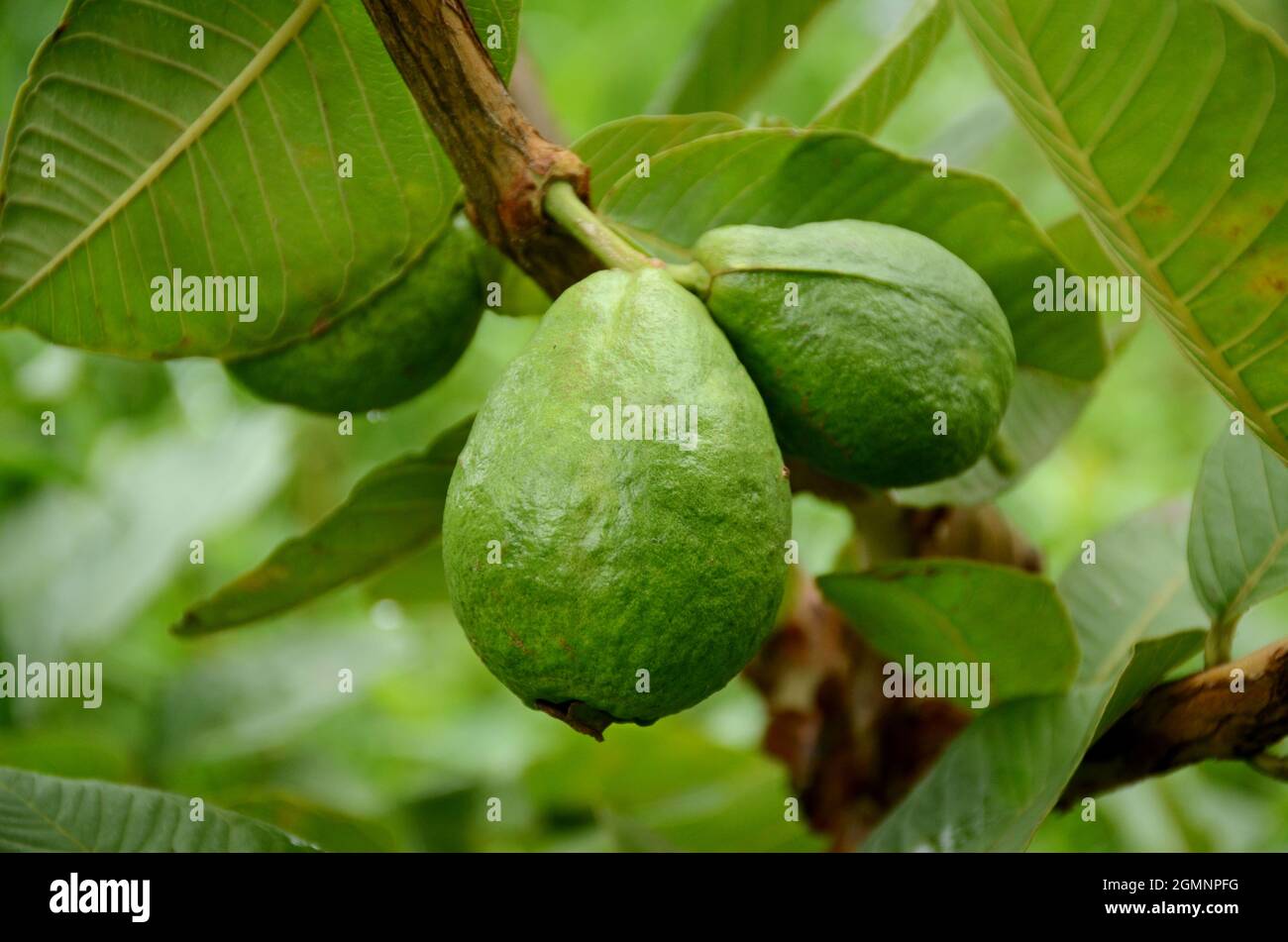 closeup the pair of ripe green guava fruit growing with leaves and ...