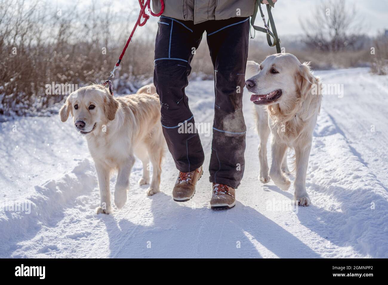 Golden retriever dogs on winter nature Stock Photo - Alamy