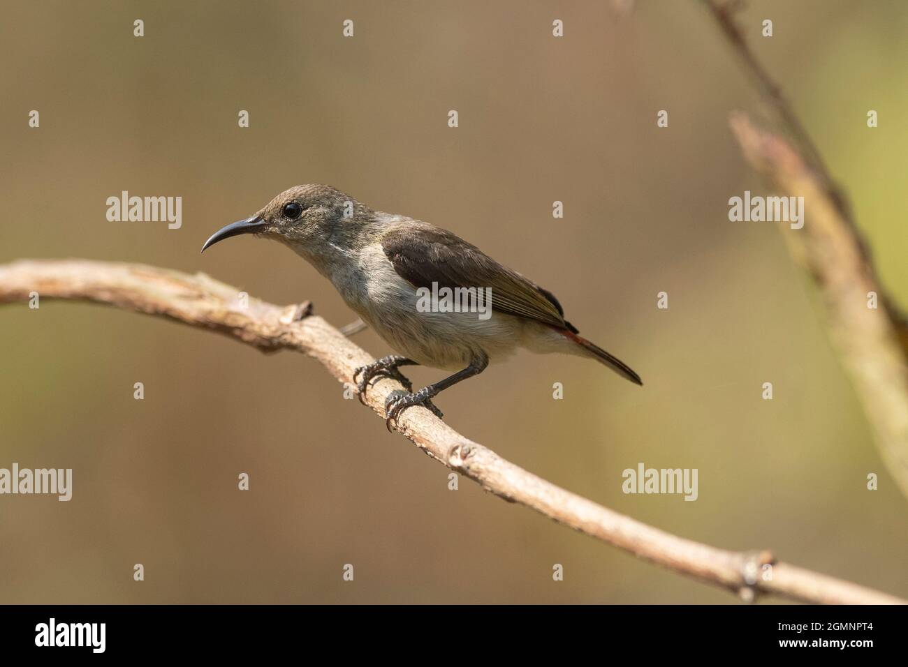 Crimson backed sunbird, Leptocoma minima, female, Western Ghats, India ...