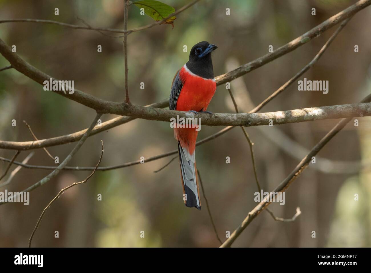 Malabar Trogon, Harpactes fasciatus, Western Ghats, India Stock Photo ...
