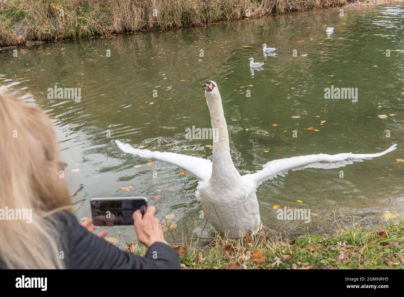 Rear view of an adult woman photographing a swan with its wings ...