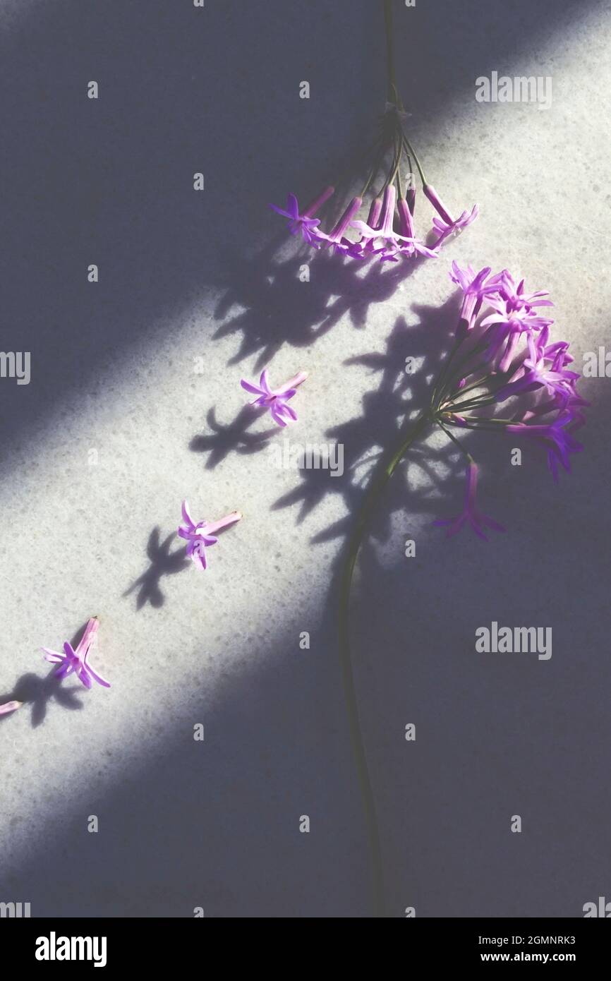 Group of objects more hi-res stock photography and images - Alamy