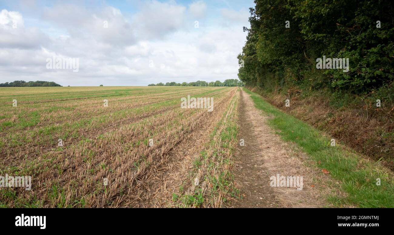 Panorama of field margin with strong perspective showing stubble of ...