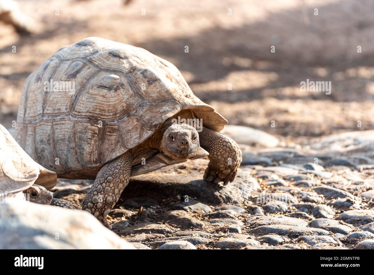 Close up African spurred tortoise walking Stock Photo - Alamy