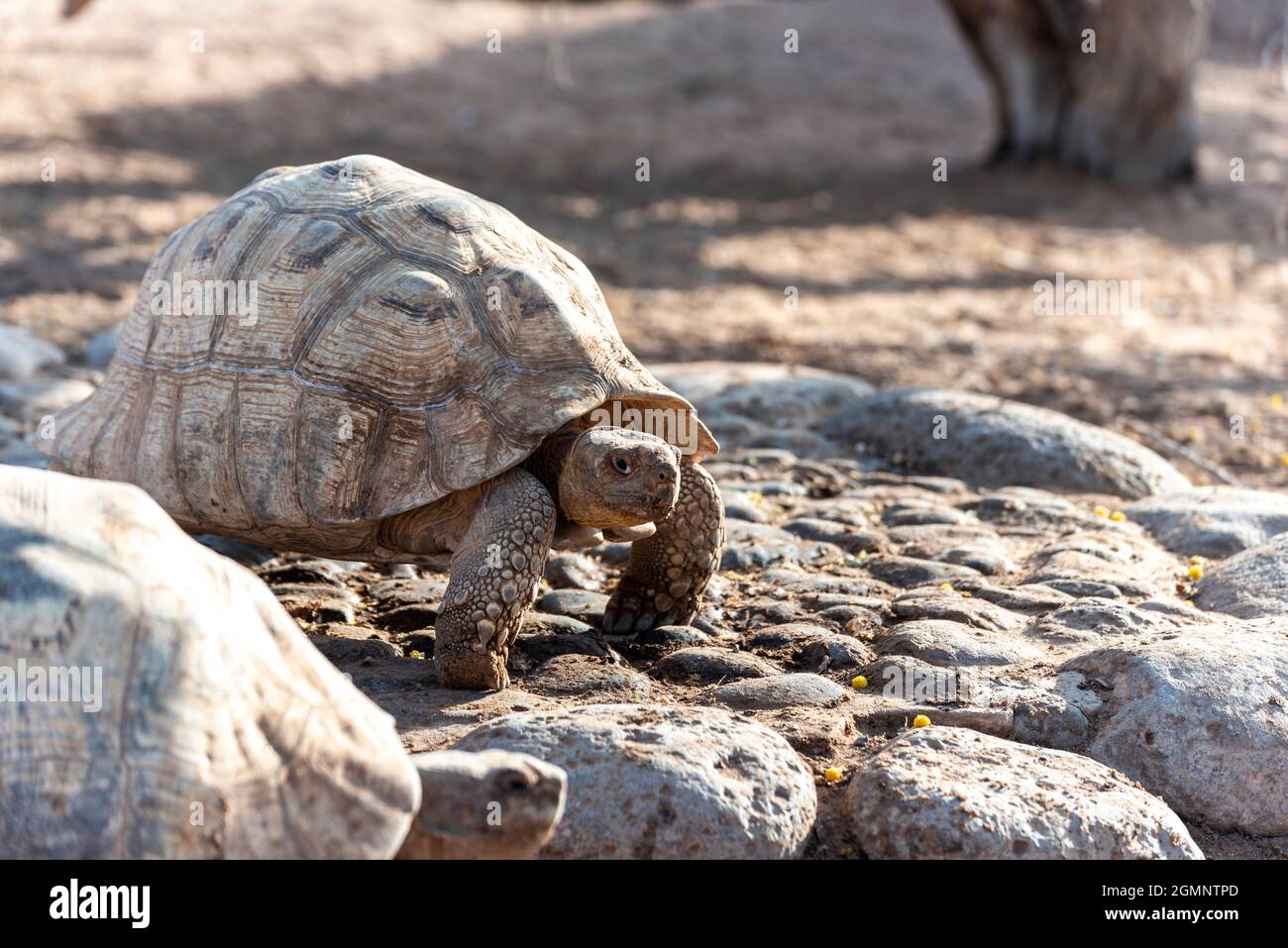 Reptiles of africa hi-res stock photography and images - Alamy