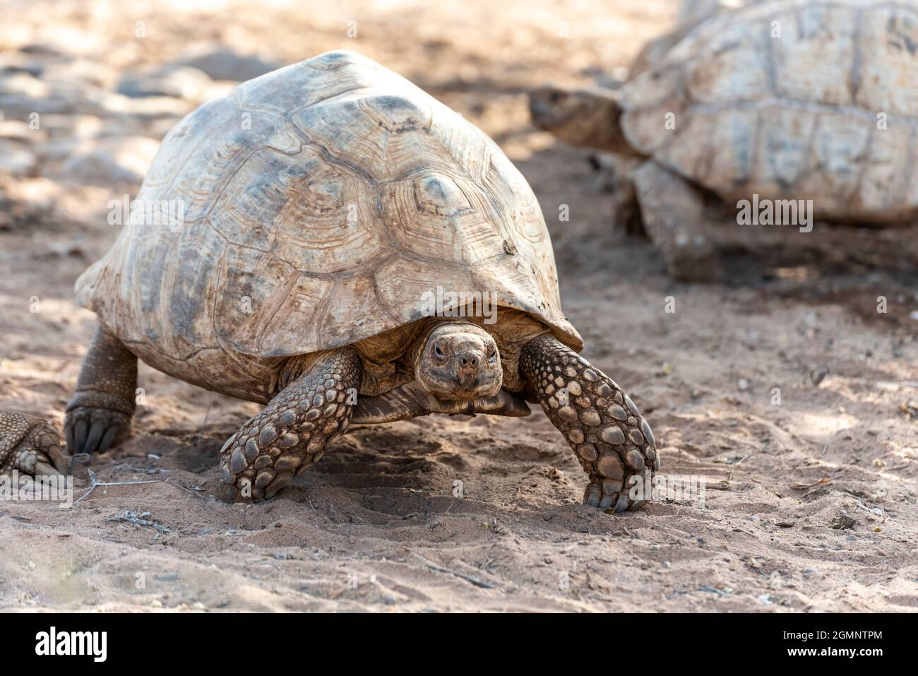 African spurred tortoise sand hi-res stock photography and images - Alamy
