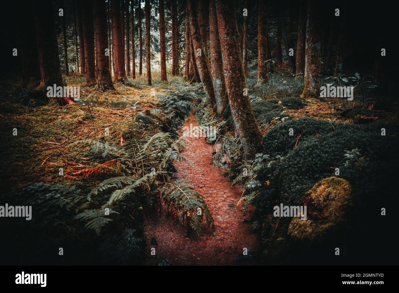 Beautiful view of the forest river surrounded by tall trees through a ...