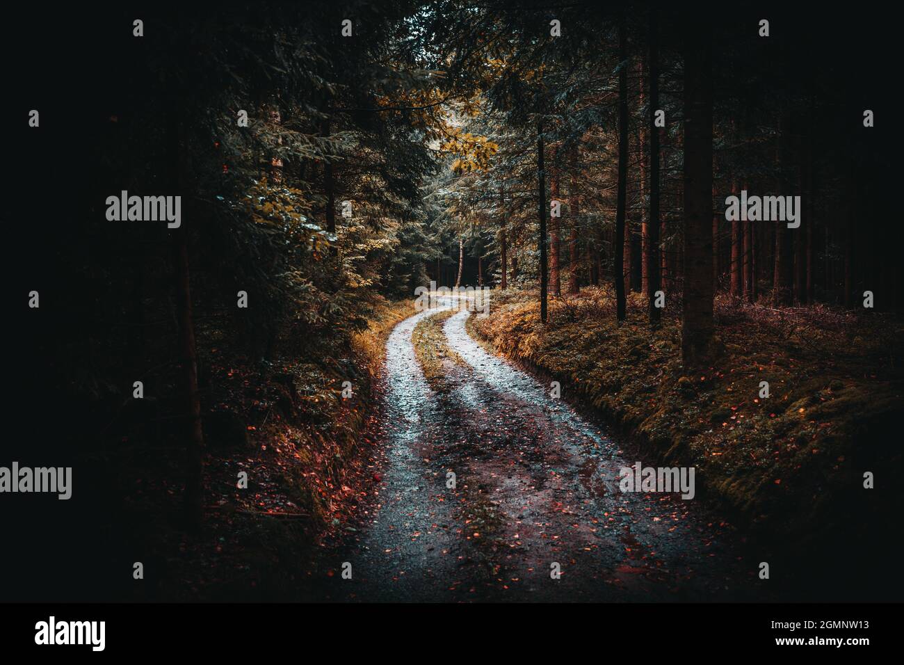 Beautiful view of the forest path surrounded by tall trees through a ...