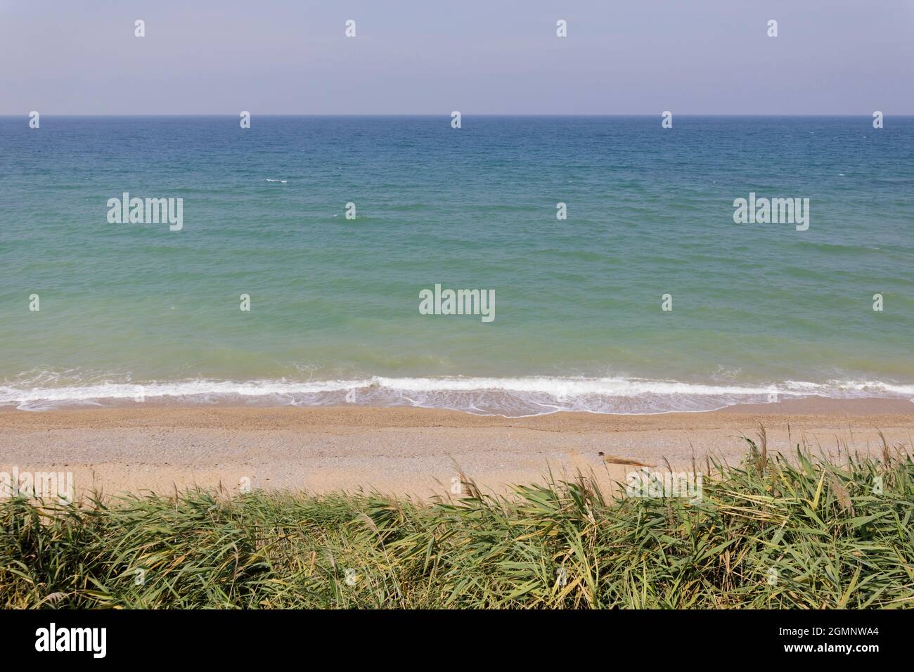 Wonderful sunny weather on the Black Sea beach. Green reed in the ...