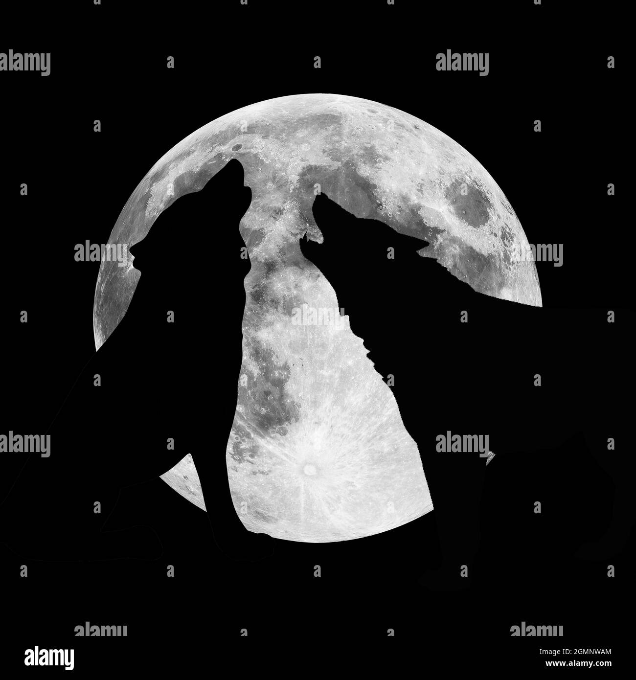 A wolf howls at the night moon. A hungry predator hunts its prey in the ...