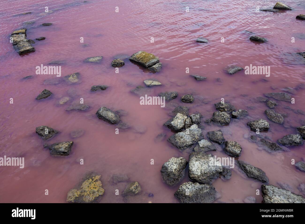 Saturated pink water of Saki lake, Crimea. A deposit of medicinal mud ...