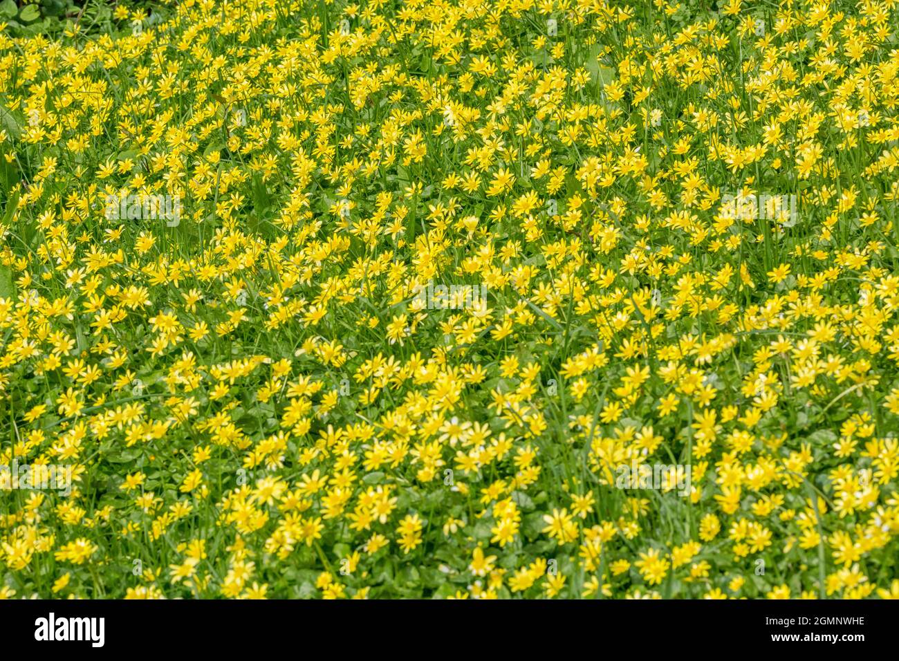 Mass of yellow Lesser Celandine / Ranunculus ficaria / Ficaria verna ...