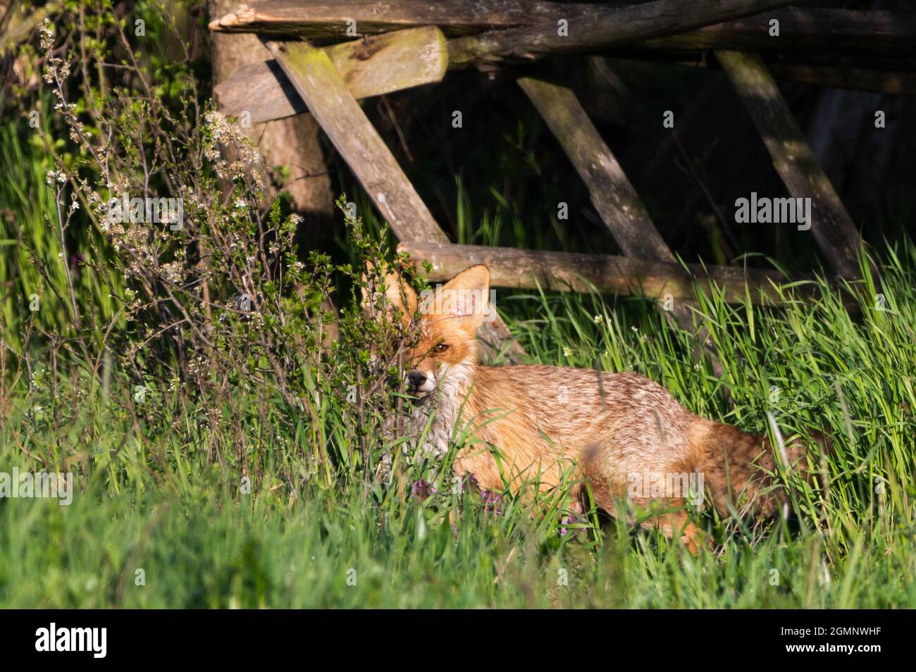 fox is enjoying the sun in the field Stock Photo - Alamy