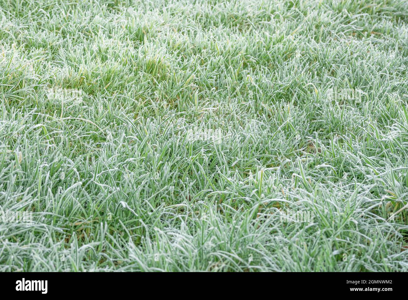 Frosted grass in a field during winter time Stock Photo - Alamy