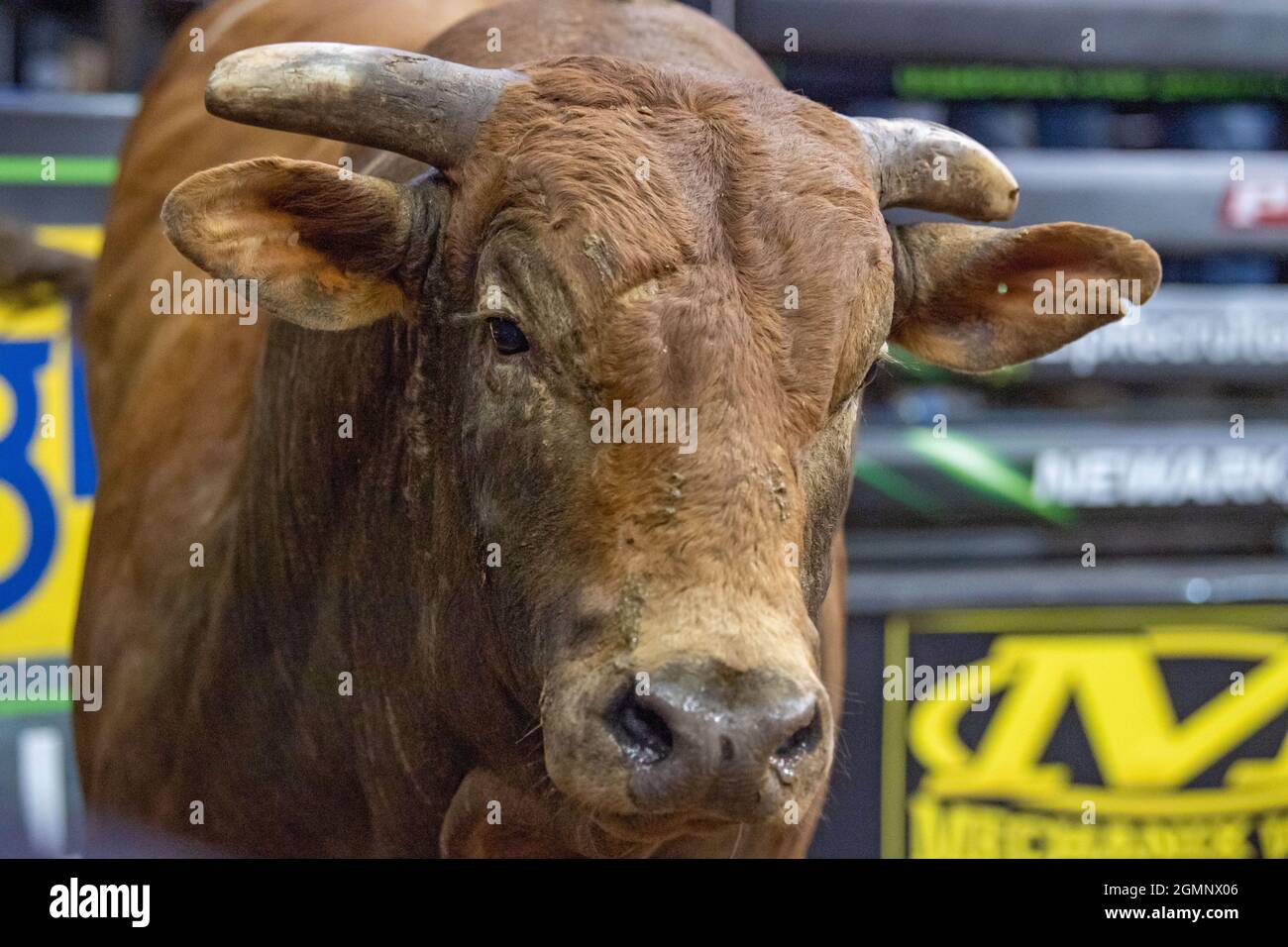 NEWARK, NJ - SEPTEMBER 18: Thiago Salgado rides Leroy during the ...