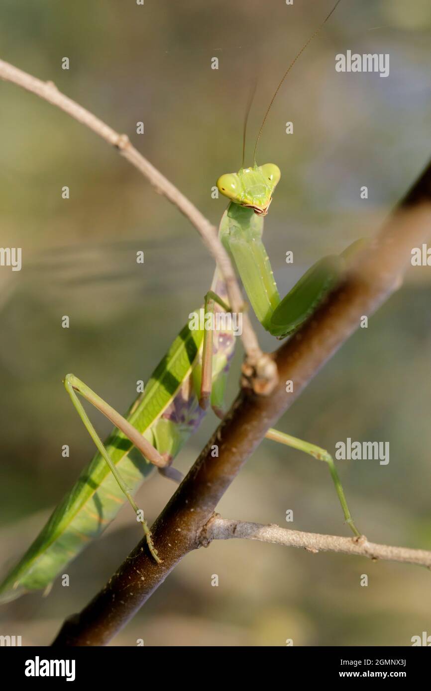 Green mantis looking into the camera in its natural setting. Praying ...