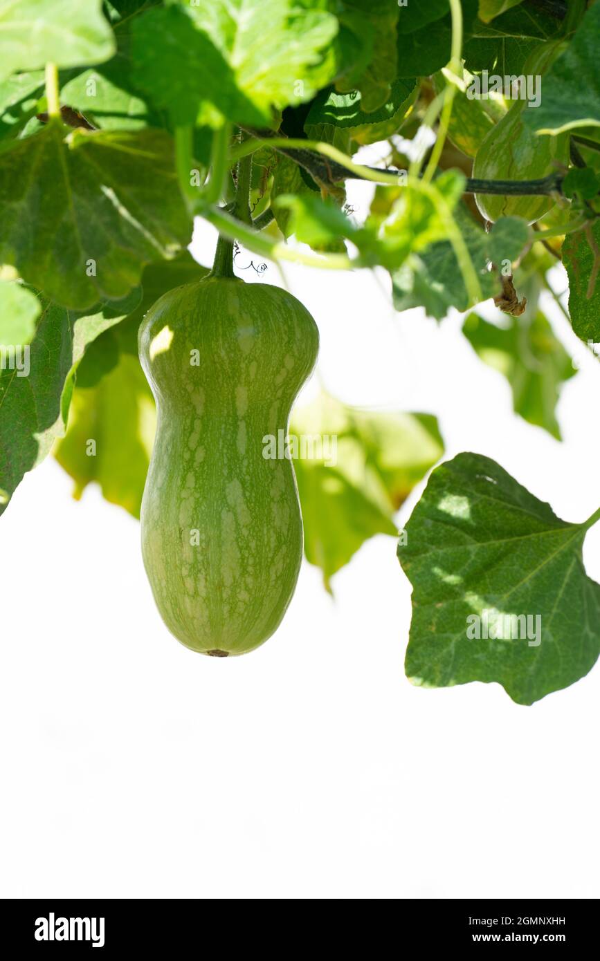 Zucchini plant hanging hi-res stock photography and images - Alamy
