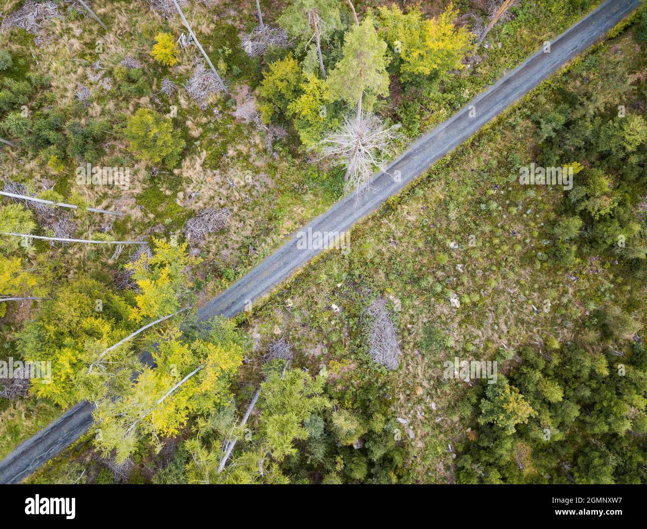 Country road in the forest. Aerial view of evergreen trees. Texture of ...