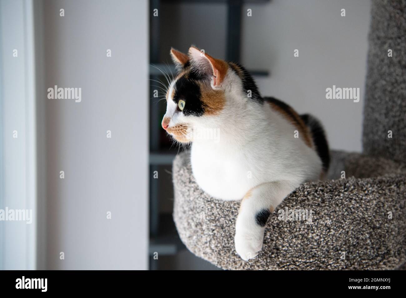 Calico Cats High Resolution Stock Photography and Images - Alamy
