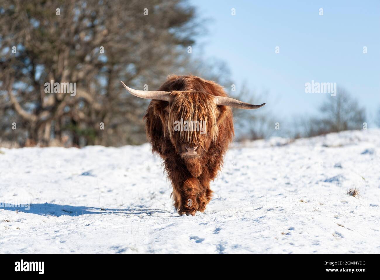 Highland cow in snow, conservation grazing on Arnside Knott, Cumbria ...