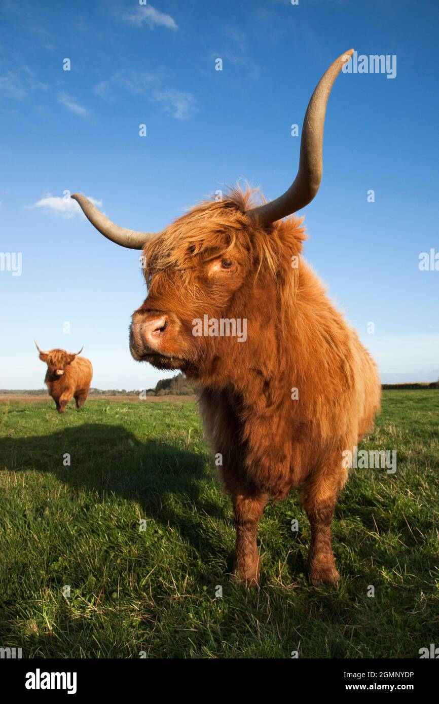 Highland cattle, conservation grazing on Loch of Kinnordy RSPB reserve ...