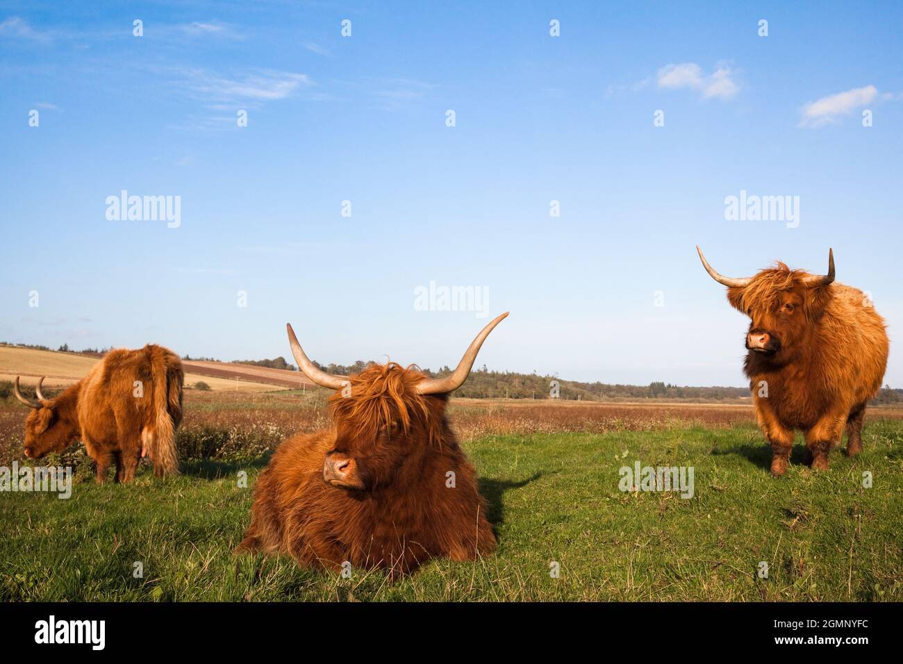 Highland cattle, conservation grazing on Loch of Kinnordy RSPB reserve ...