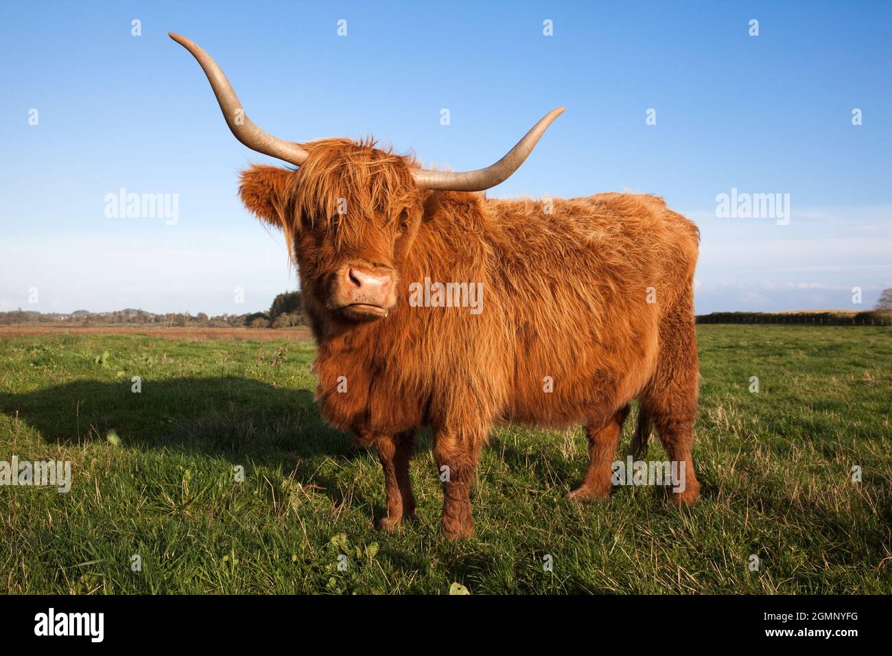 Highland cattle, conservation grazing on Loch of Kinnordy RSPB reserve ...