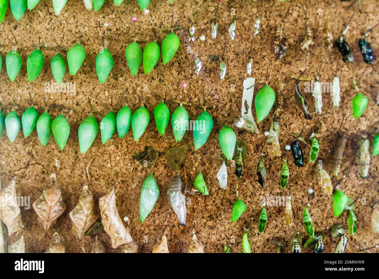 Butterflies in a stage of Pupa in Butterfly Farm Pilpintuwasi in ...