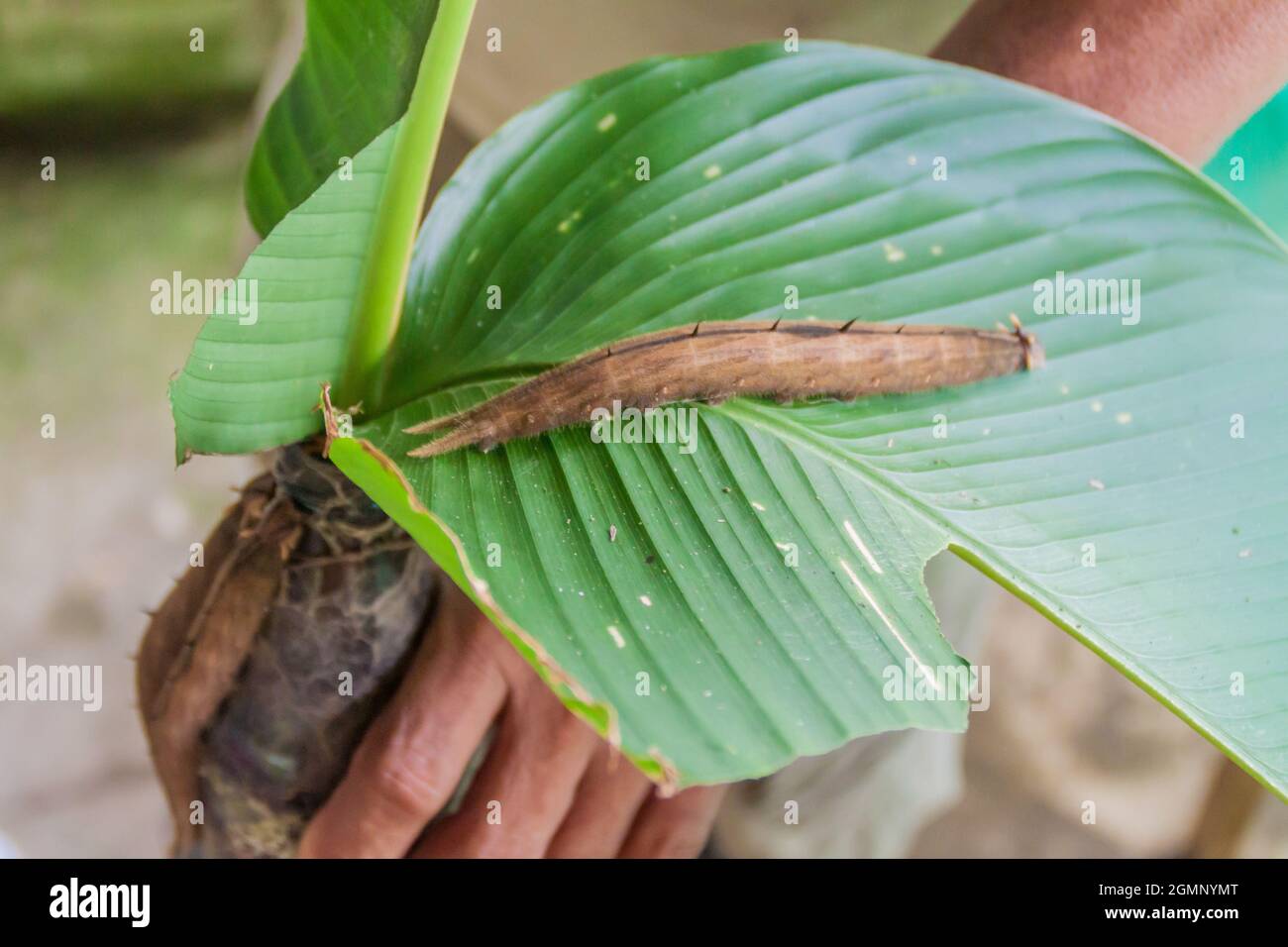 Butterfly larva (catterpillar) in Butterfly Farm Pilpintuwasi in ...