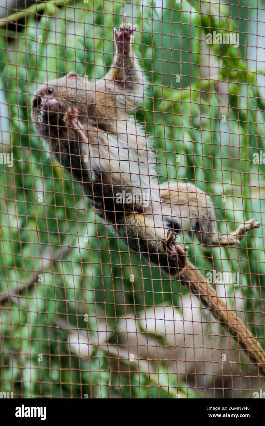 The pygmy marmoset (Cebuella pygmaea) in Amazon Animal Orphanage ...