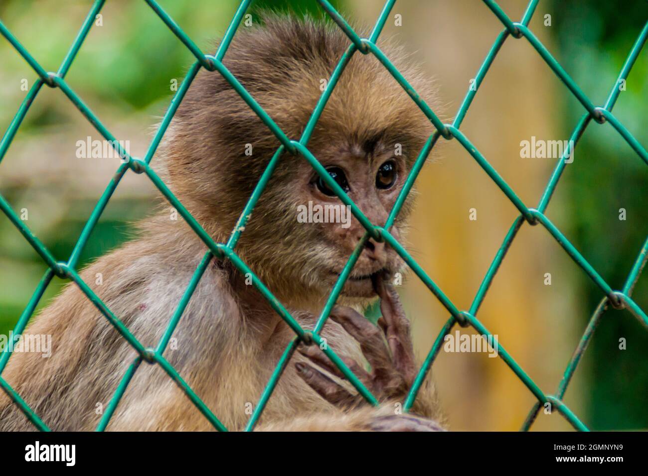 Capuchin monkey in Amazon Animal Orphanage Pilpintuwasi in village ...
