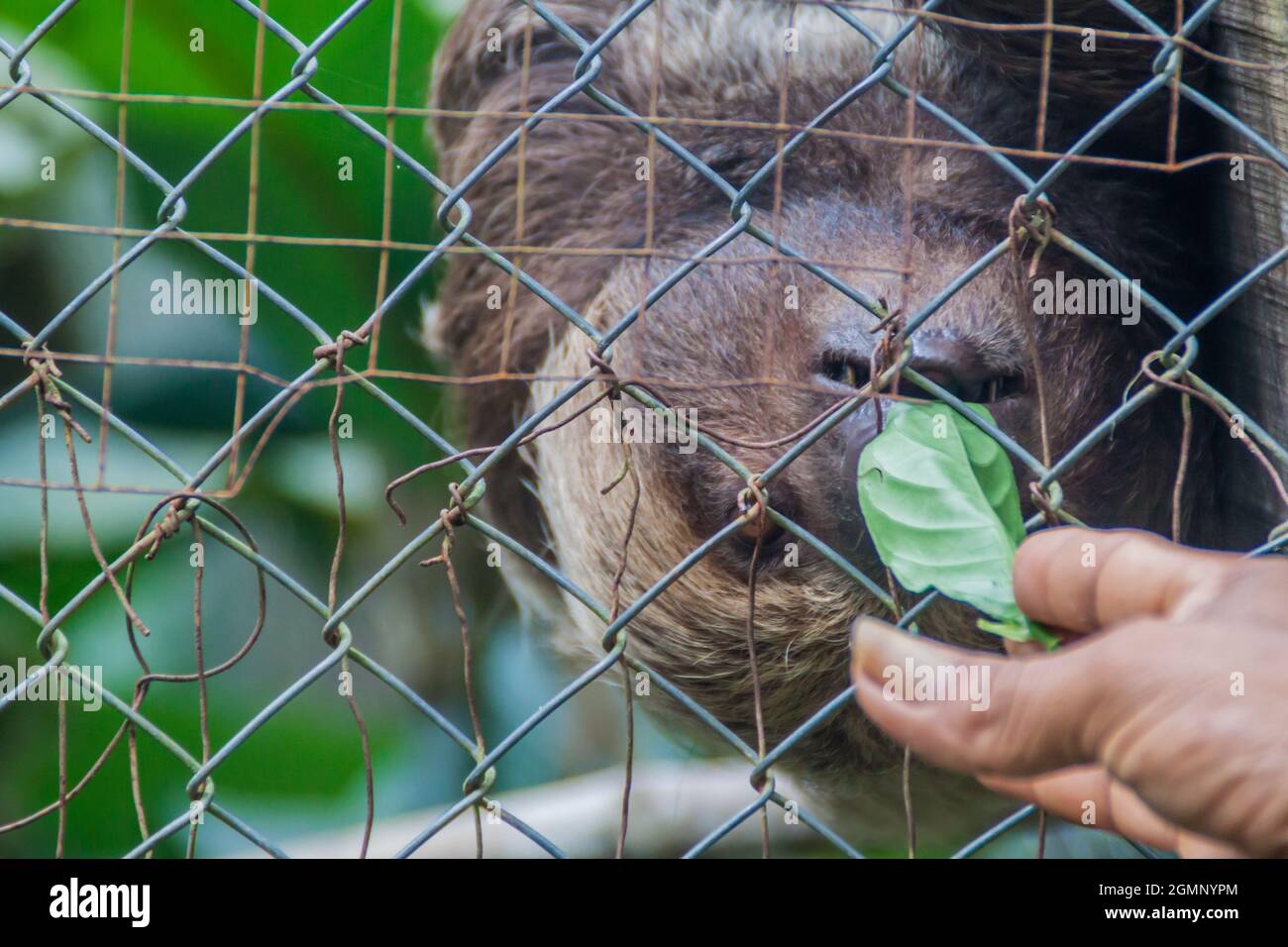 Brown-throated sloth (Bradypus variegatus) in Amazon Animal Orphanage ...