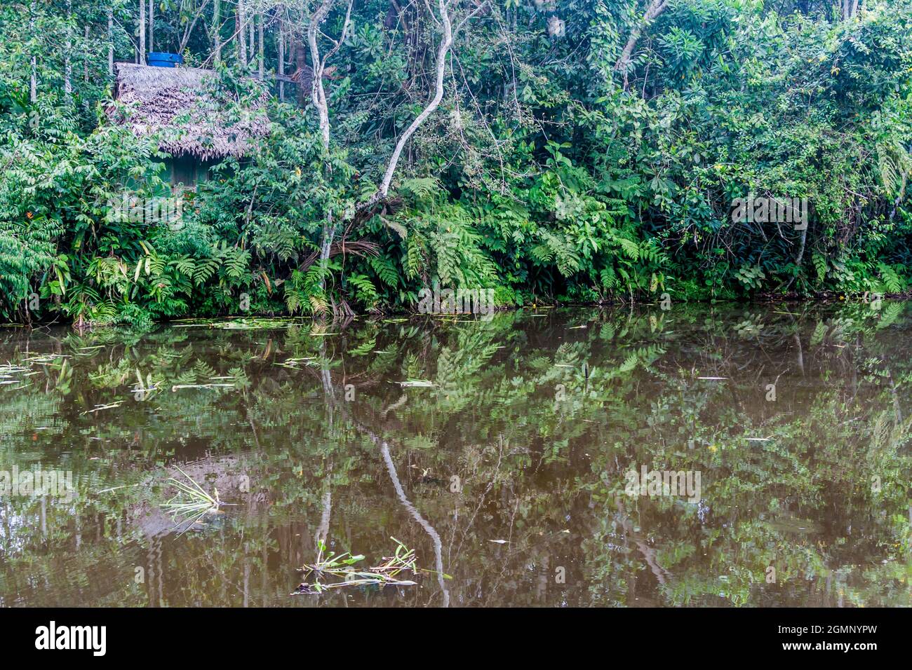 Pond in Amazon Animal Orphanage Pilpintuwasi in village Padre Cocha ...