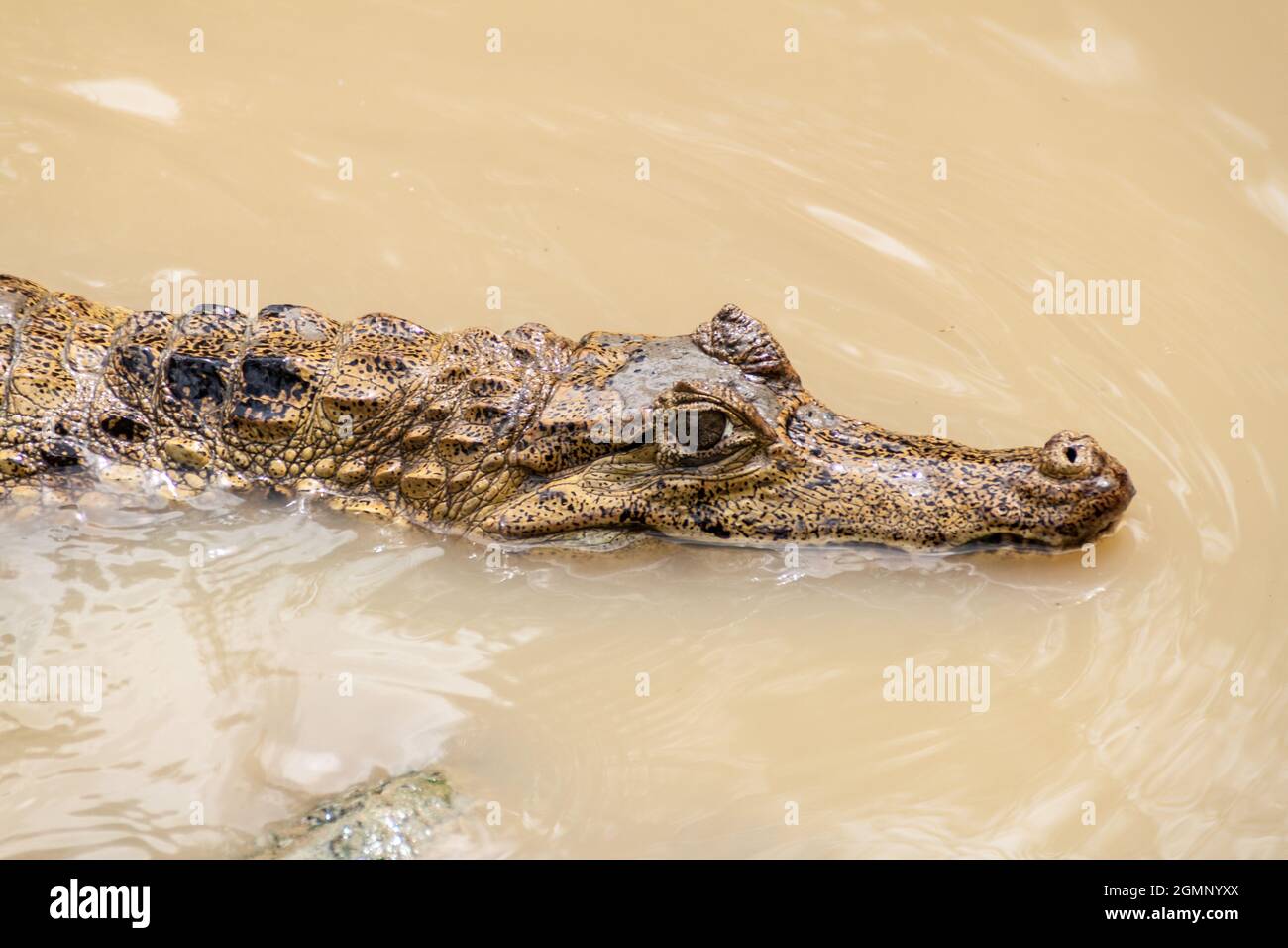 The spectacled caiman (Caiman crocodilus) in Fundo Pedrito animal farm ...