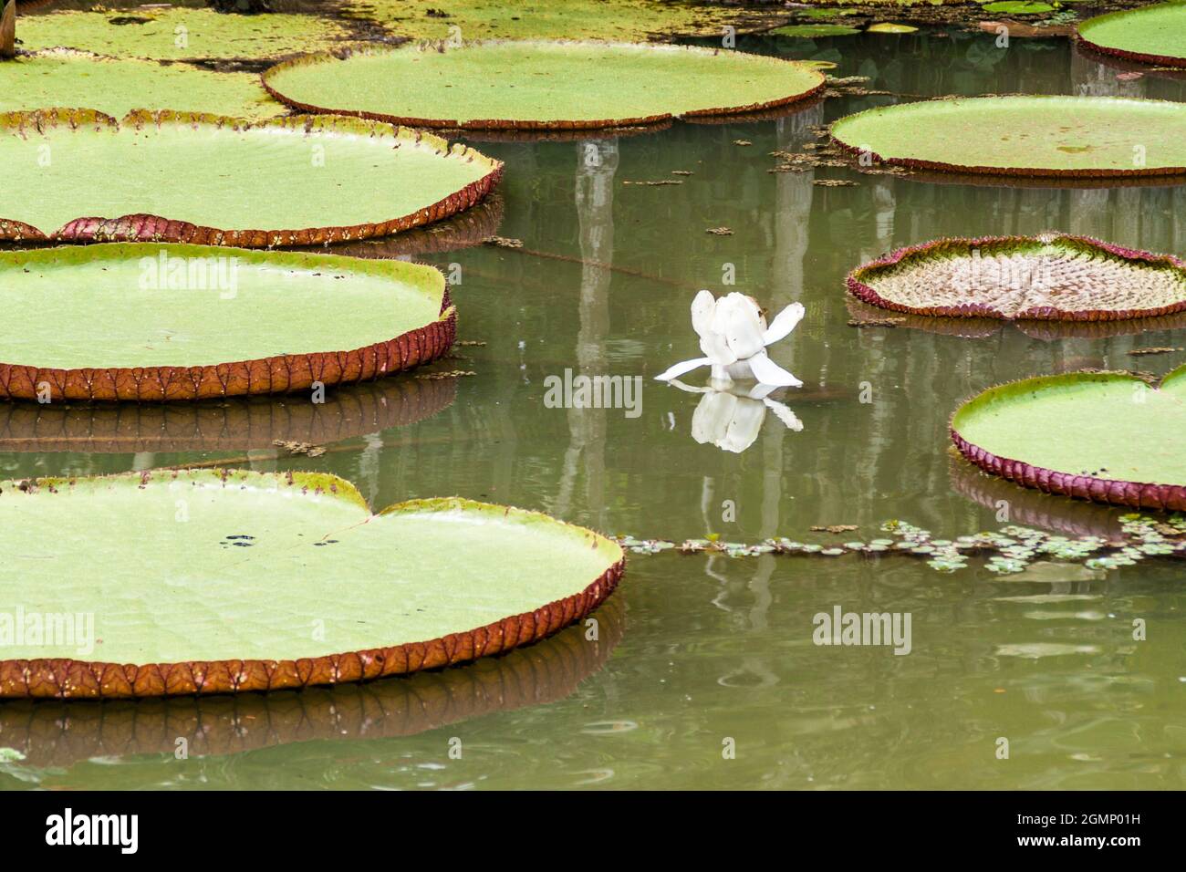 Victoria Amazonica, the largest water lilly in the world, in Fundo ...