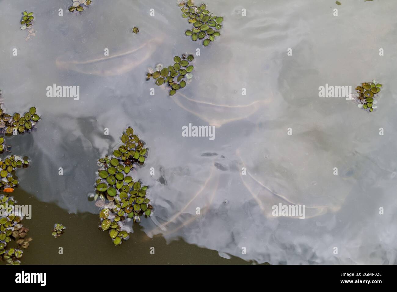 Arapaima fish in Fundo Pedrito animal farm in village Barrio Florido ...