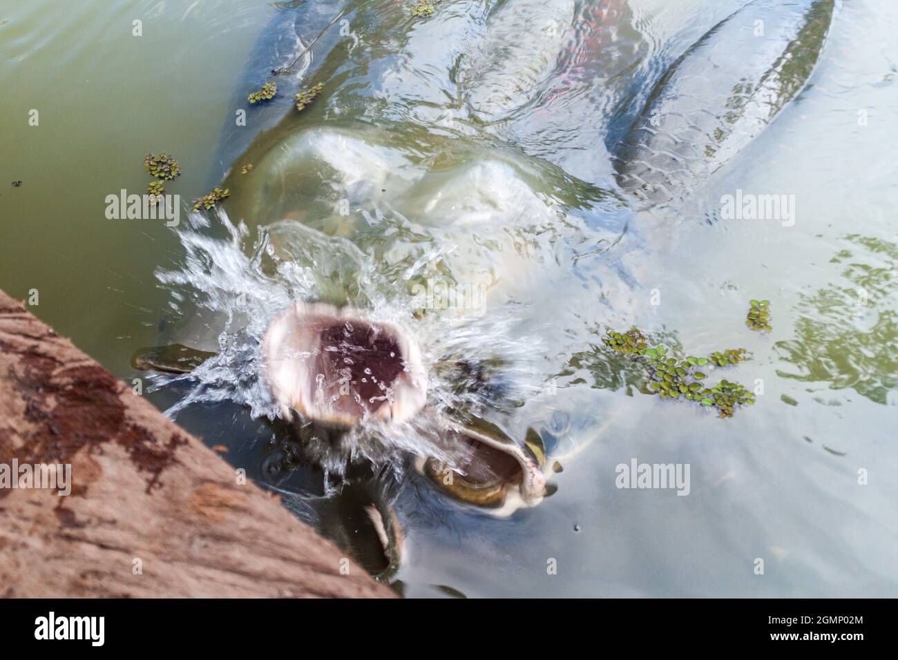 Arapaima fish in Fundo Pedrito animal farm in village Barrio Florido ...