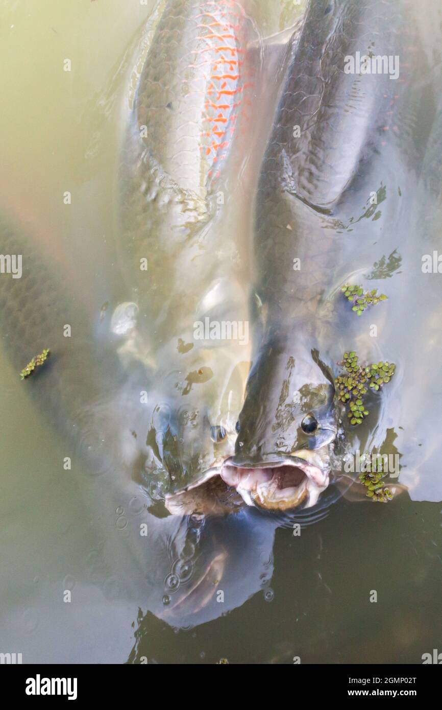 Arapaima fish in Fundo Pedrito animal farm in village Barrio Florido ...