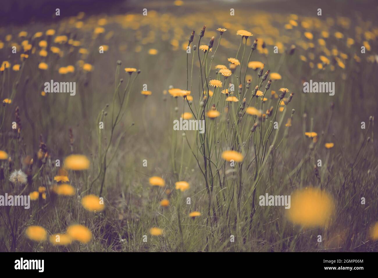 Wild flora, flowers in spring in the Pampas landscape, La Pampa ...