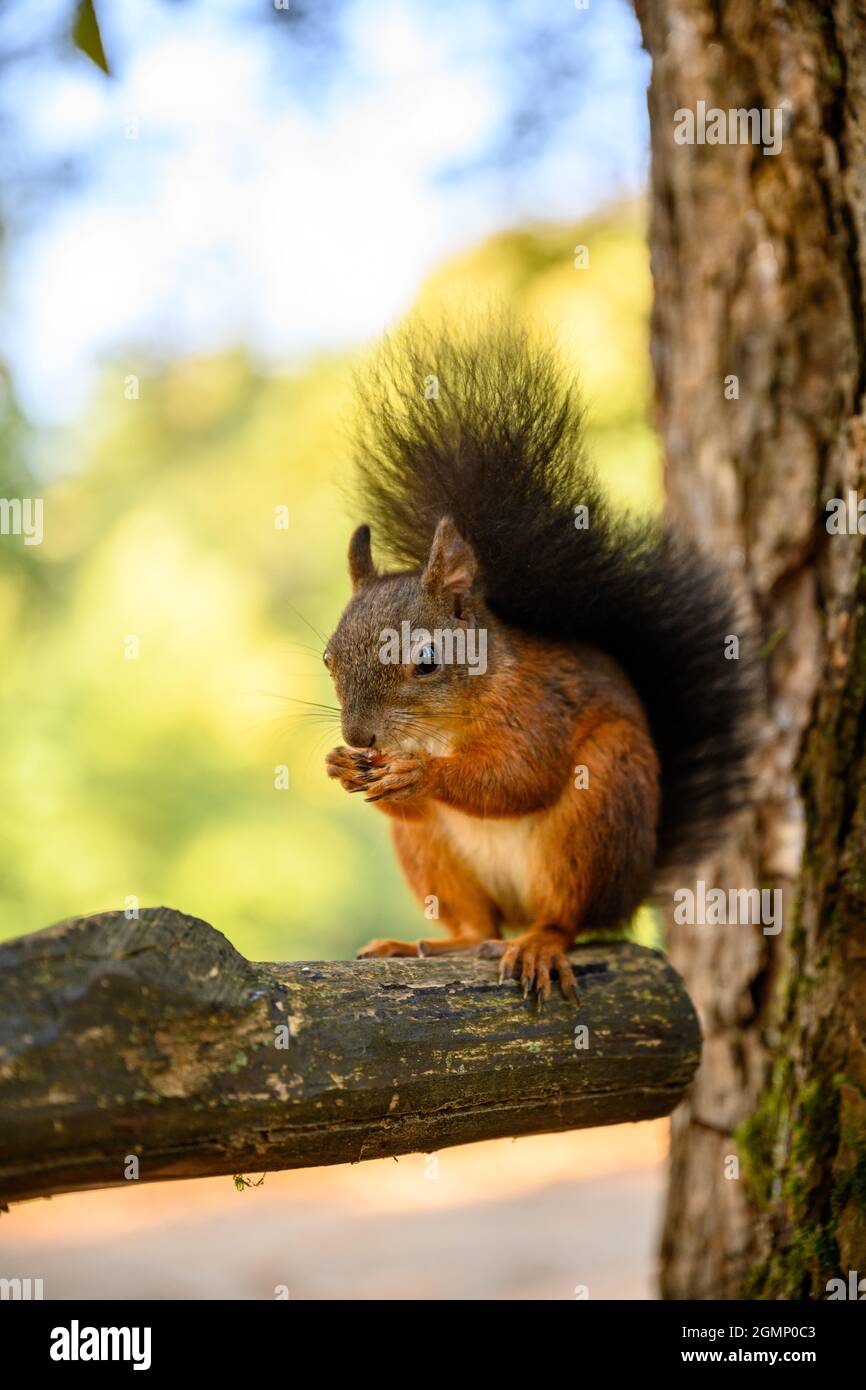One red squirrel eating a nut Stock Photo - Alamy