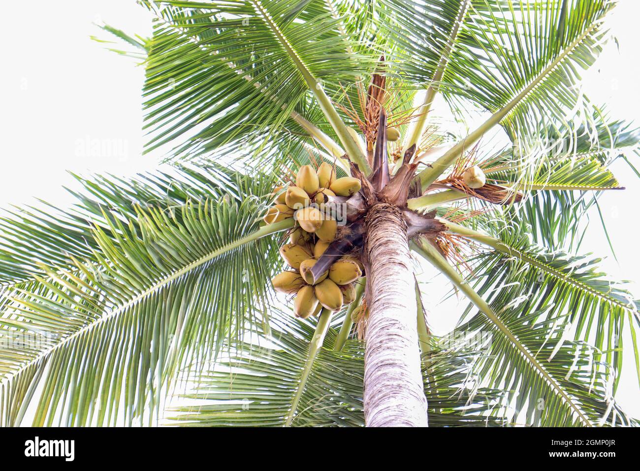 Real oil tree hi-res stock photography and images - Alamy