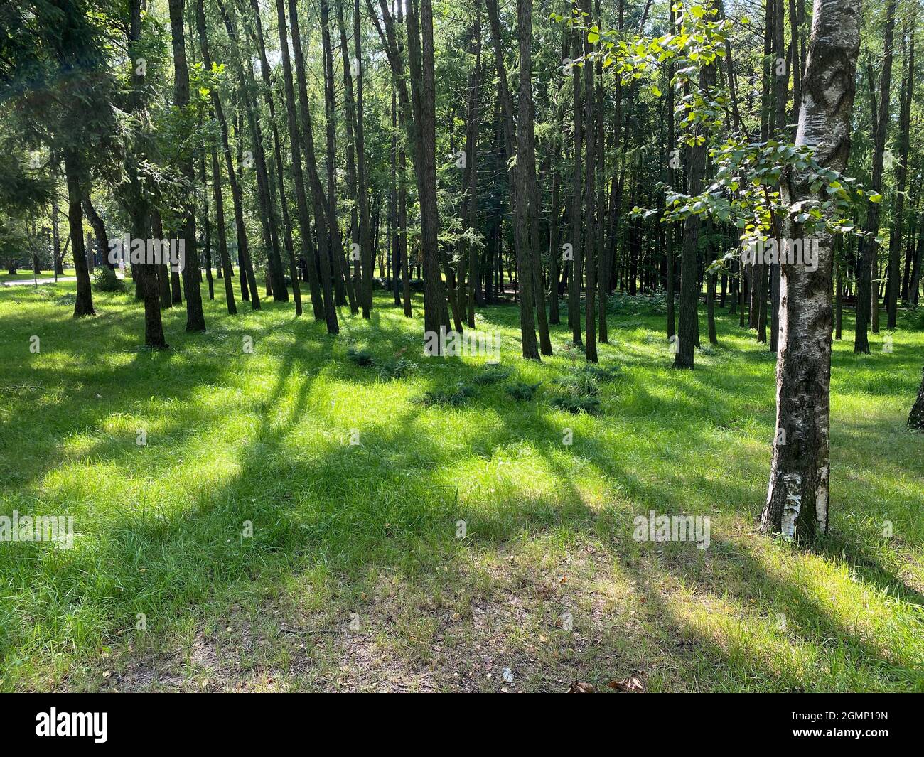 summer in city park at dry sunny day Stock Photo - Alamy