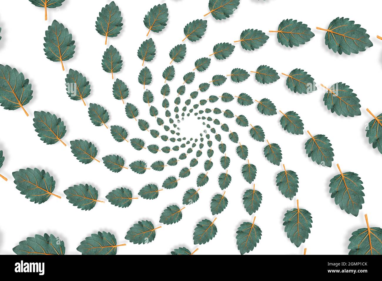 Autumn leaves in a spiral pattern on a white background Stock Photo - Alamy