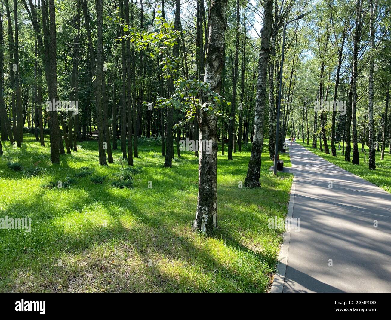 summer in city park at dry sunny day Stock Photo - Alamy