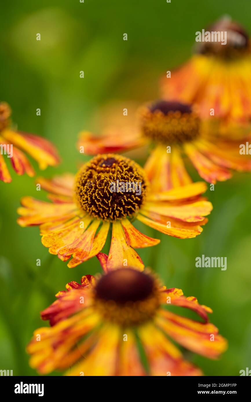 Stunning close up image of Common Sneezeweed Helenium Autumnale flower ...