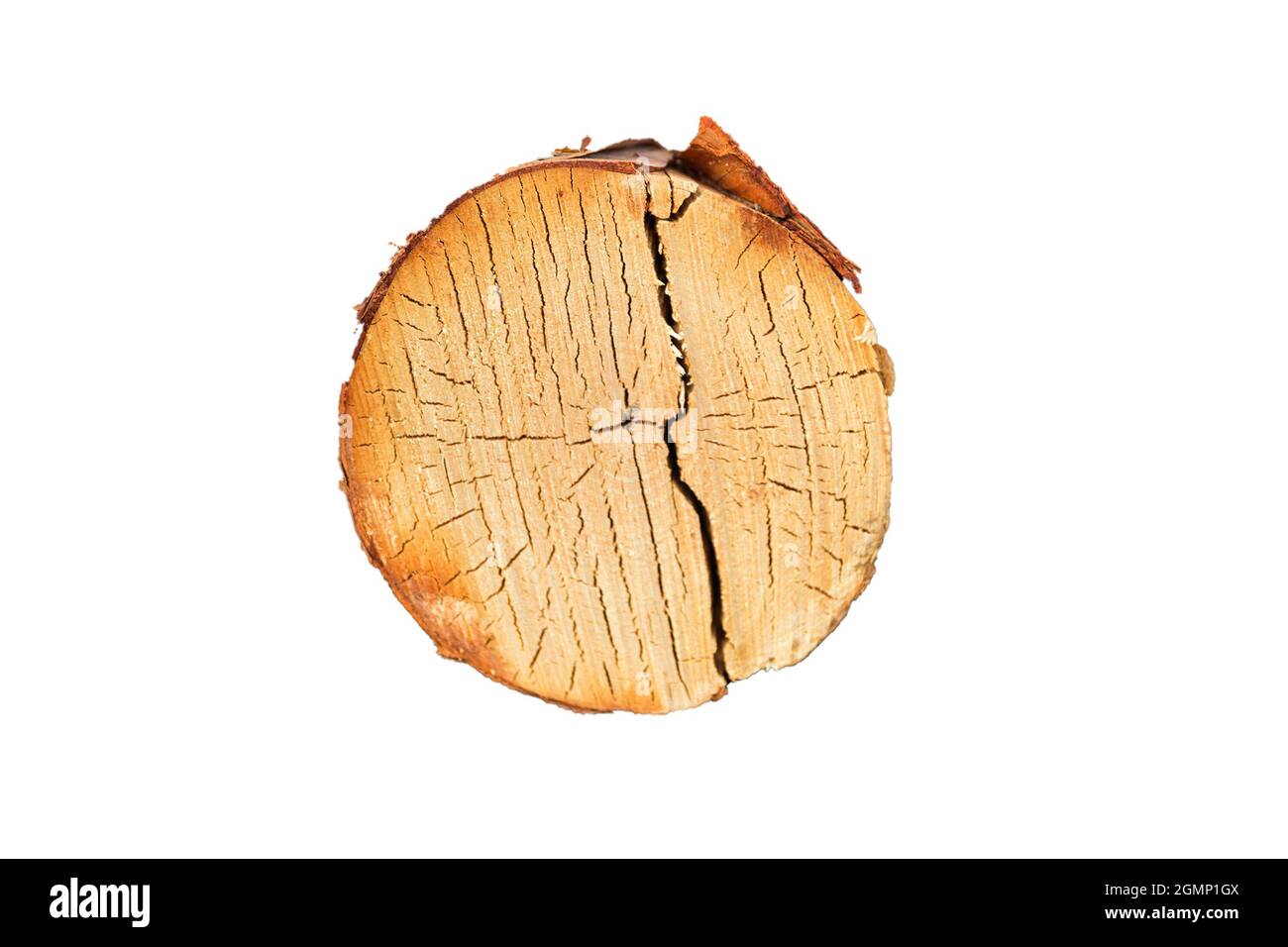 birch log cut isolated on white background. High quality photo Stock ...